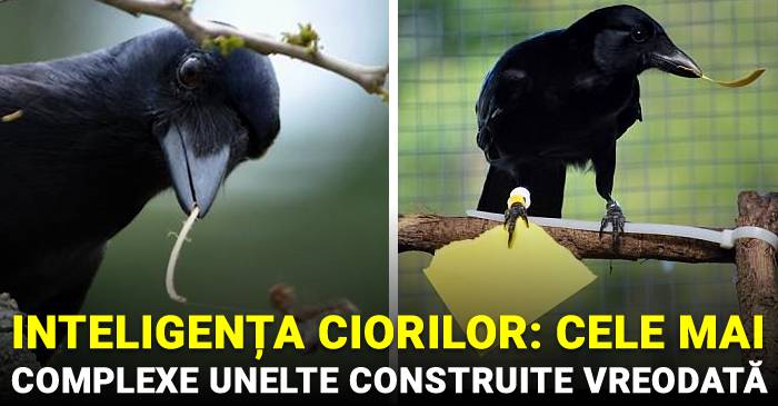 Ciorile folosesc unelte complexe. Inteligența surprinzătoare a păsărilor