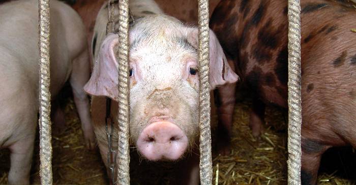 Danemarca trimite emigranții pe o insulă unde există doar animale bolnave