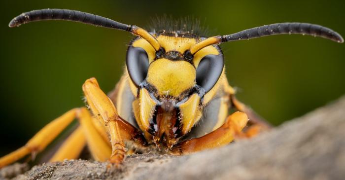 Viespile asiatice amenință grav polenizatorii și biodiversitatea în Europa